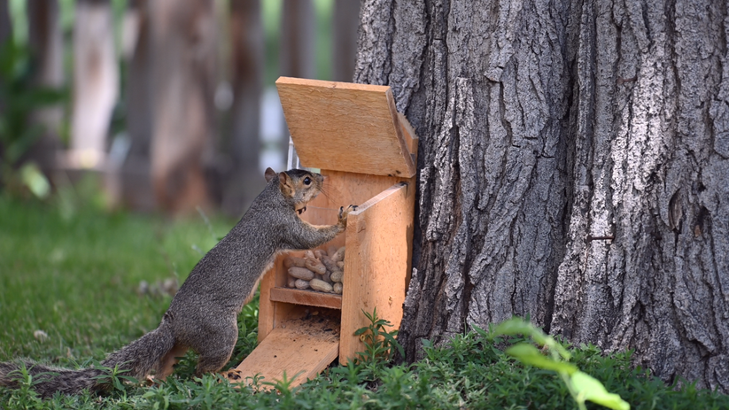 Squirrel Feeder with Lid Lift Mechanism Plans – King's Fine Woodworking Inc